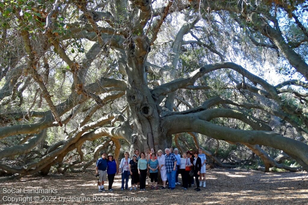 The Pechanga Great Oak Tree - Living In Temecula