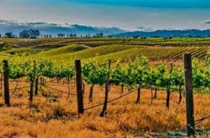 Temecula Wine Map: A Guide to the Best Wineries in the Region - Living ...